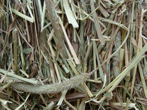 Timothy Hay | King Feed