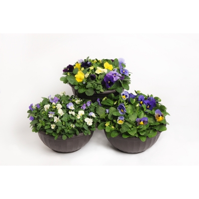 12" Color Bowls | Sawyer Garden Center | Sawyer, MI