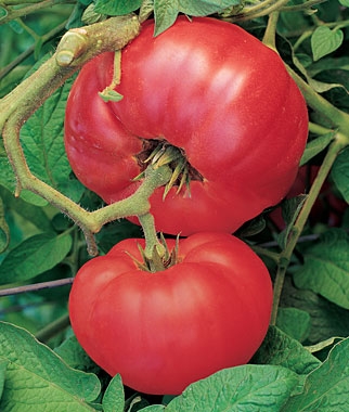 Red 'Brandywine' Heirloom Tomato | East River Nursery | Huron, SD