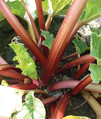 'Crimson Red' Rhubarb | East River Nursery | Huron, SD