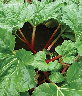 'Crimson Cherry' Rhubarb | East River Nursery | Huron, SD