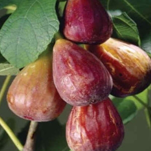 Brown Turkey Fig | Brock Farms