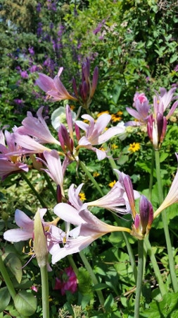 'Naked Ladies / 'Resurrection Lilies 'Lycoris' | East River Nursery ...