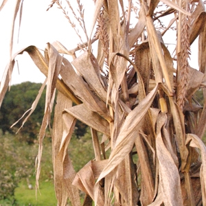 Valley Ag Farm & Garden | Decorative Corn Stalks - Mills River, NC