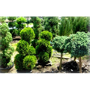 Plants & Flowers | Integrity Nursery & Outdoor Living