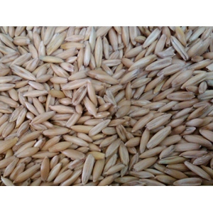 Triple Crown Whole Race Horse Feed Oats | Country Corner Feed & Tack ...