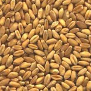 Wheat Seed | Family Farm & Garden